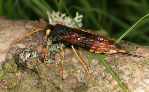 Giant horntail The Wildlife Trusts